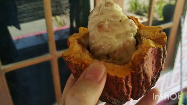 Шоколадное дерево - обзор и проба плода