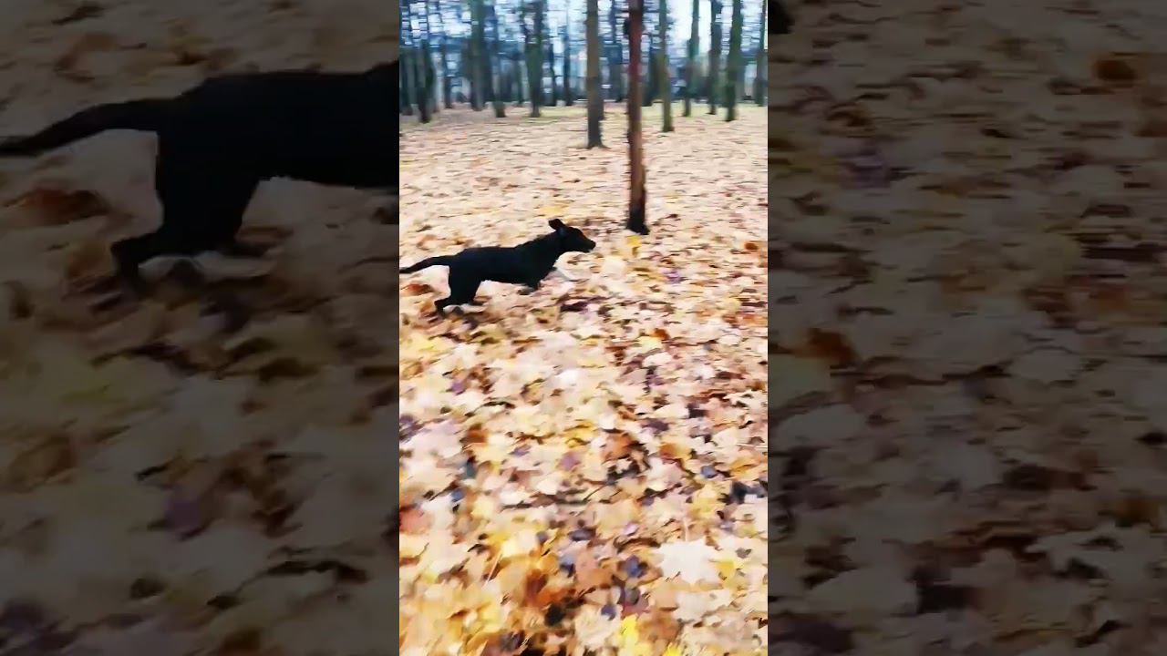 Куда уходит детство*