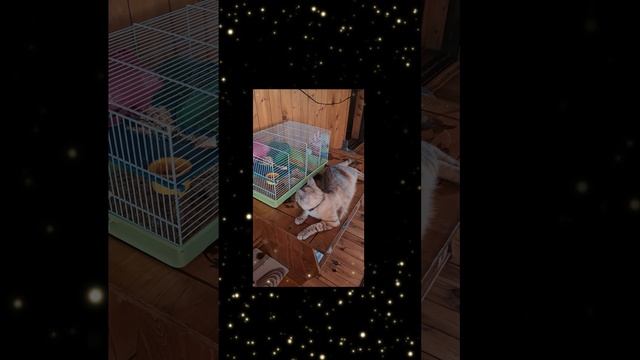 Леопольд - подлый трус....Смотреть до конца!!!!!