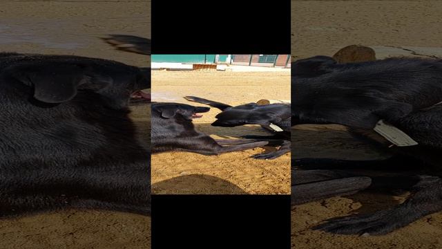 Вставай, давай играть. Лада и Пион. Приют ТиНАО