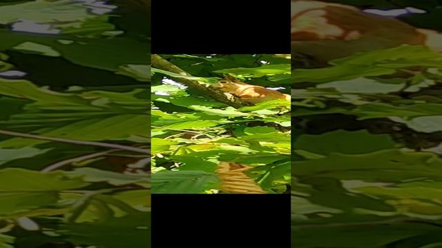 Белка пришла в гости на дачу