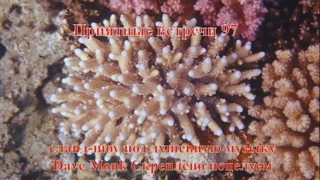 Приятные встречи 97 Коралл Пальцевидная акропора слайд-шоу под душевную музыку Dave Monk Скреплено
