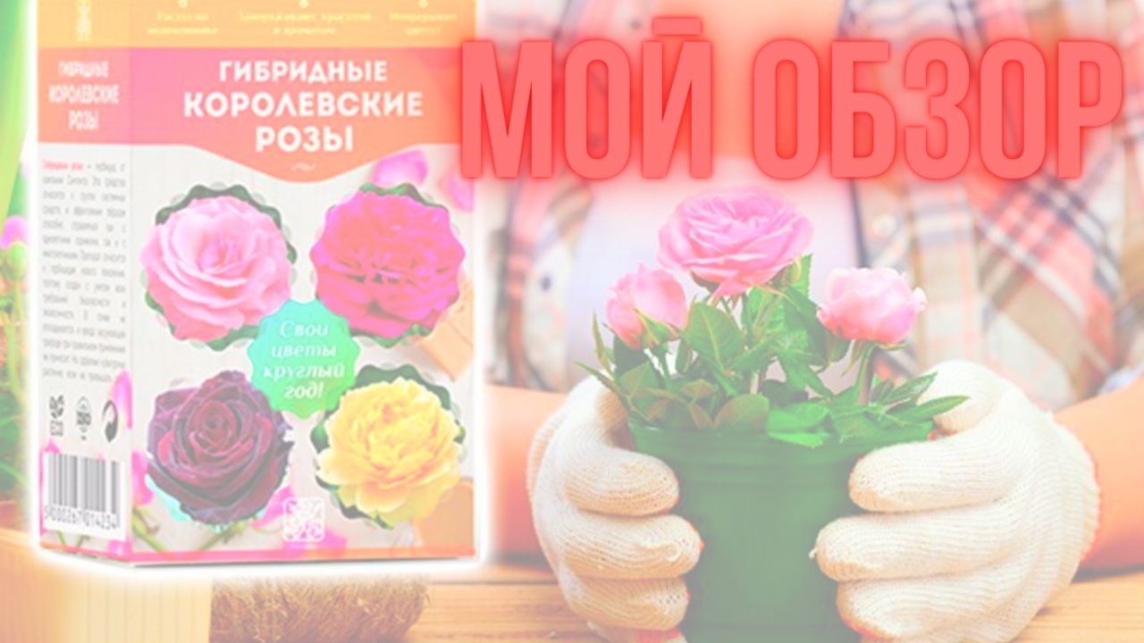 Купить семена королевские гибридные розы в Магнитогорске. Купить гибридную королевскую розу в США.