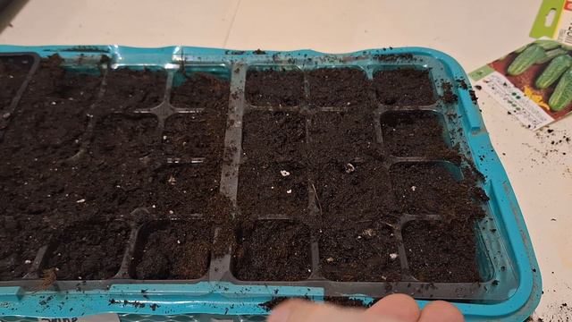 Посадила цветы снег на горе и Гацанию 19.04.24