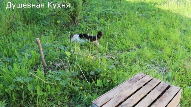 Карп на углях диетический и картошечка печеная.