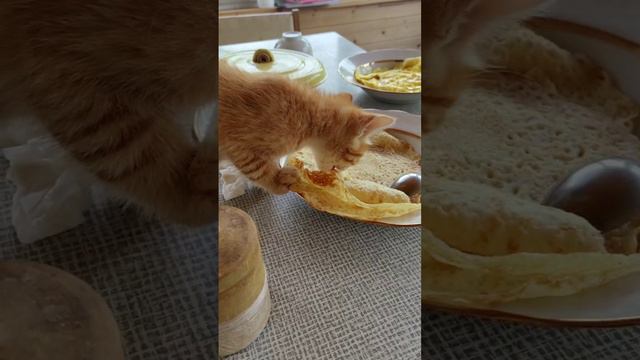 Блины и Котенок в добрые руки