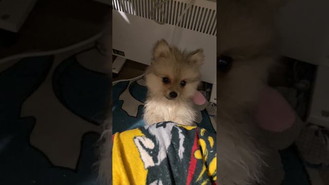 Милый Микки