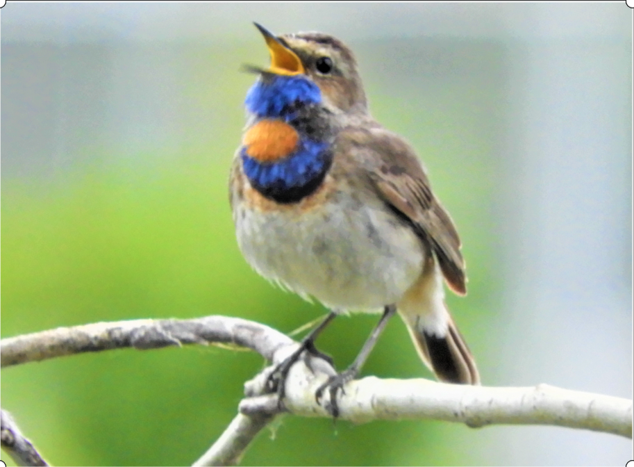 Биосфера. Дух Шаляпина с нами! Старый варакушка исполняет свою гениальную оперную партию!!!