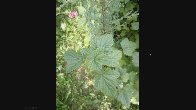 Листья малины и смородины