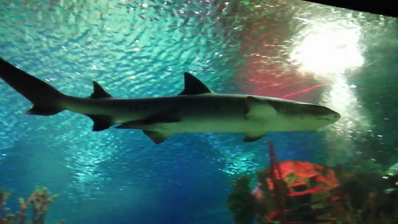 Подводная съемка Акула Скат Мурена и другие