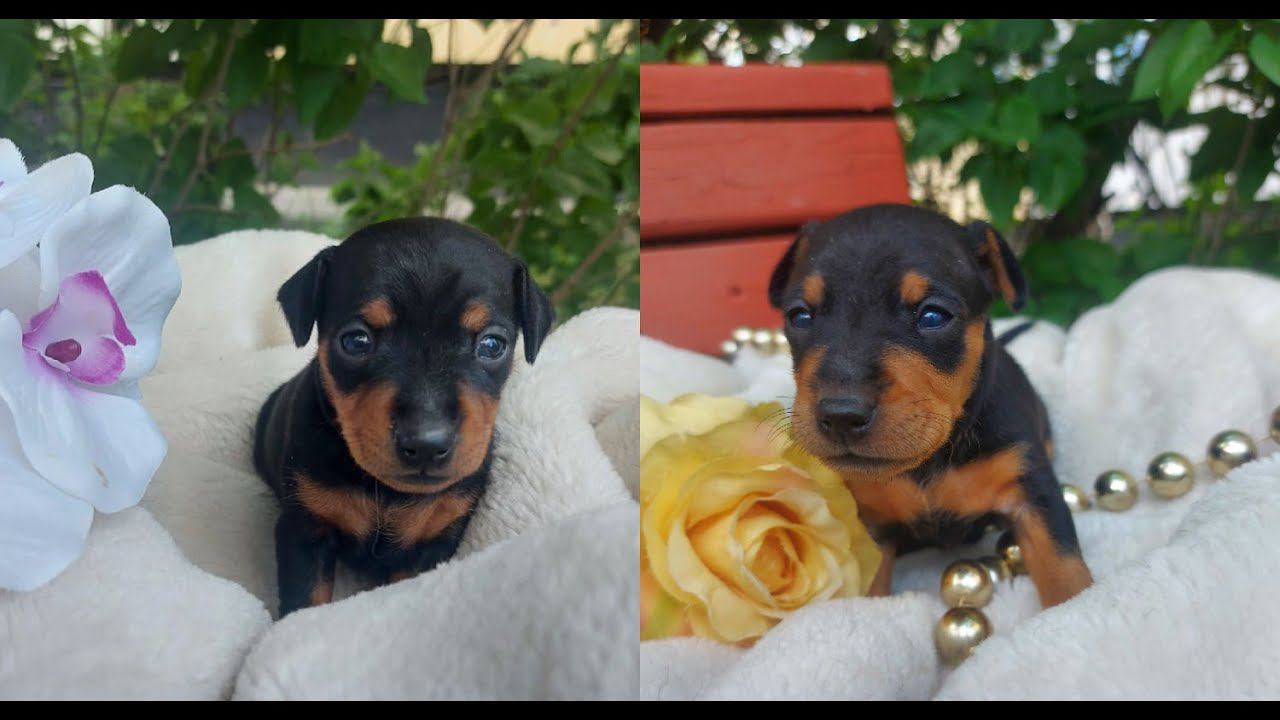 Щенки цвергпинчера, 1 месяц. / Miniature pinscher puppies, 1 month old.