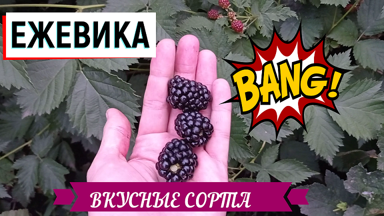#ежевика ЕЖЕВИКА.ВКУСНЫЕ СОРТА!#ежевика_сортовая#натчез#карака_блек#ежевика_в_саду#сад#ягодный_куста