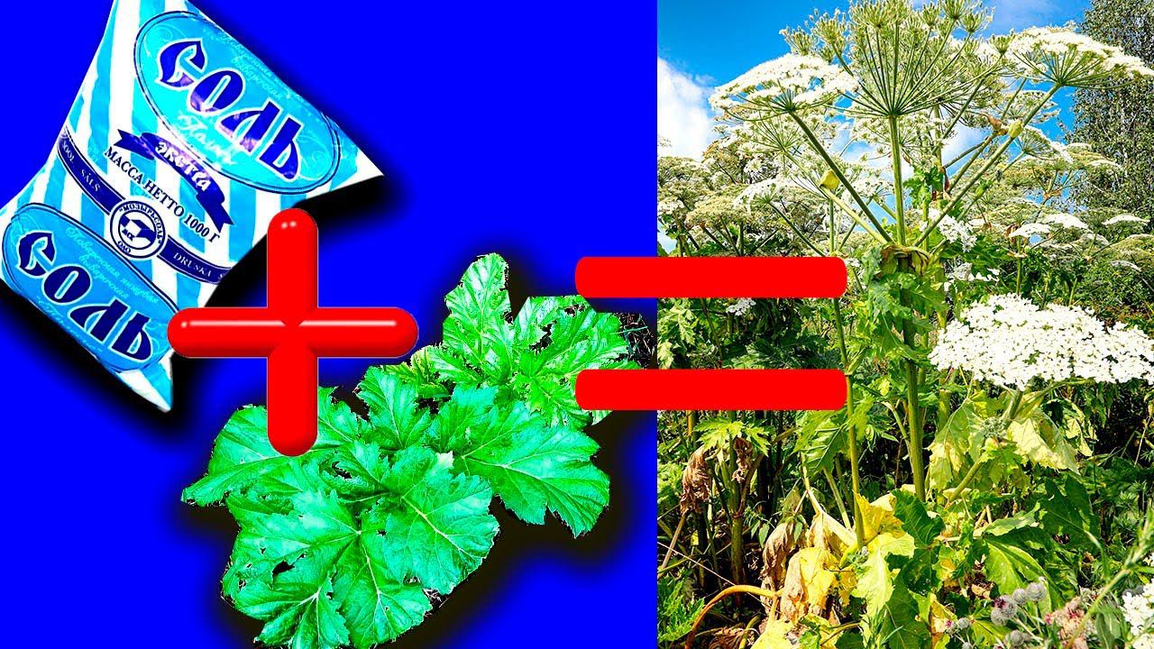 Соль убивает борщевик?