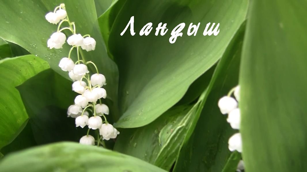 Ландыш. Дачные картинки 2022.mp4