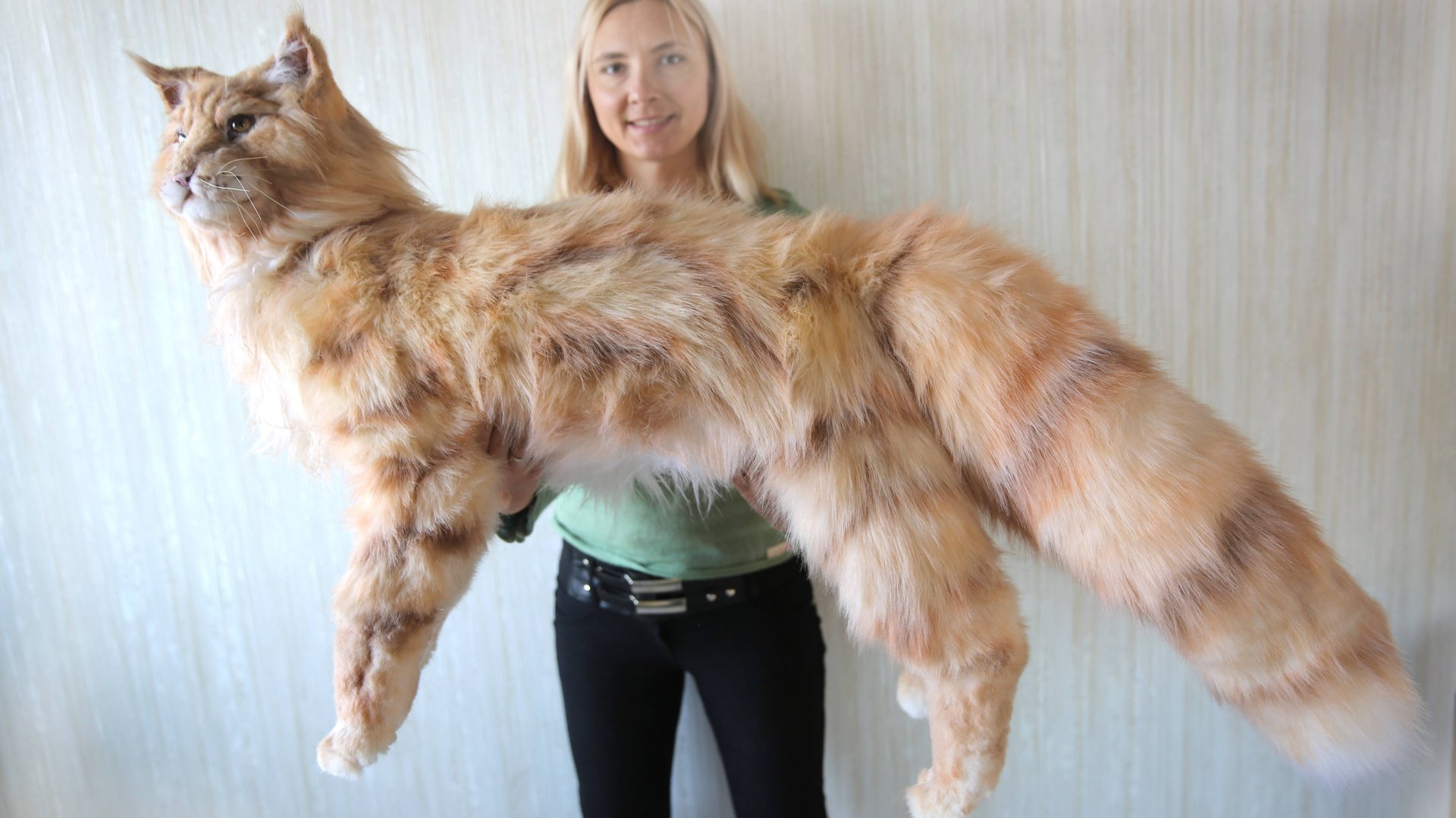 Мейн кун кот Платон. Подвижная мягкая игрушка. 2020 год