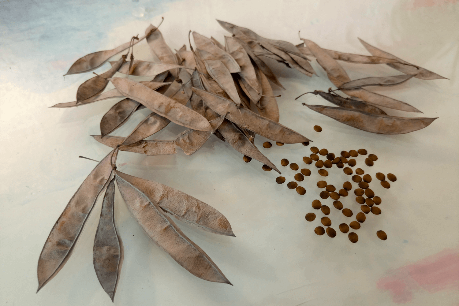 Церцис, Багрянник, Иудино дерево. Как выглядят семена? (Cercis)