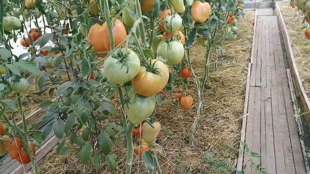 Томатная теплица. Скоро массовый сбор. 18.07.21.mp4
