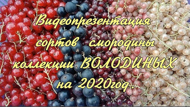 Видеопрезентация сортов смородины черной, красной, белой.