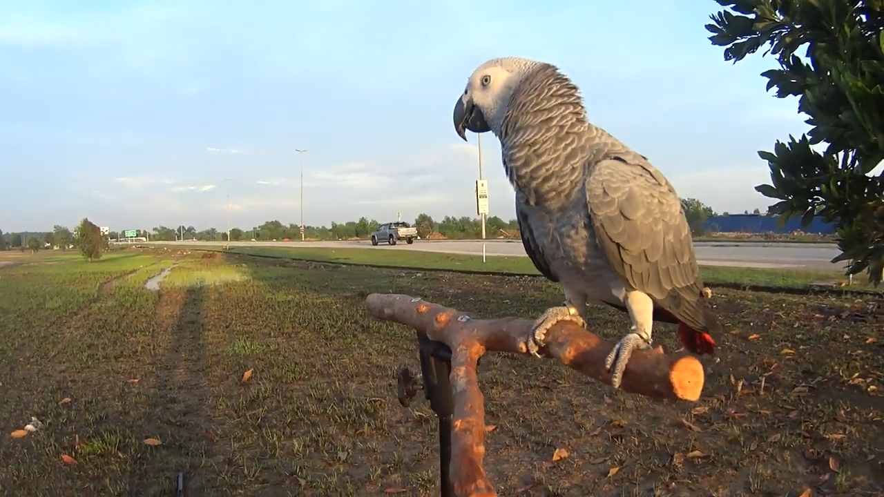 Встретились два попугая Попугай матершинник и ботан Попугай Рико матерится