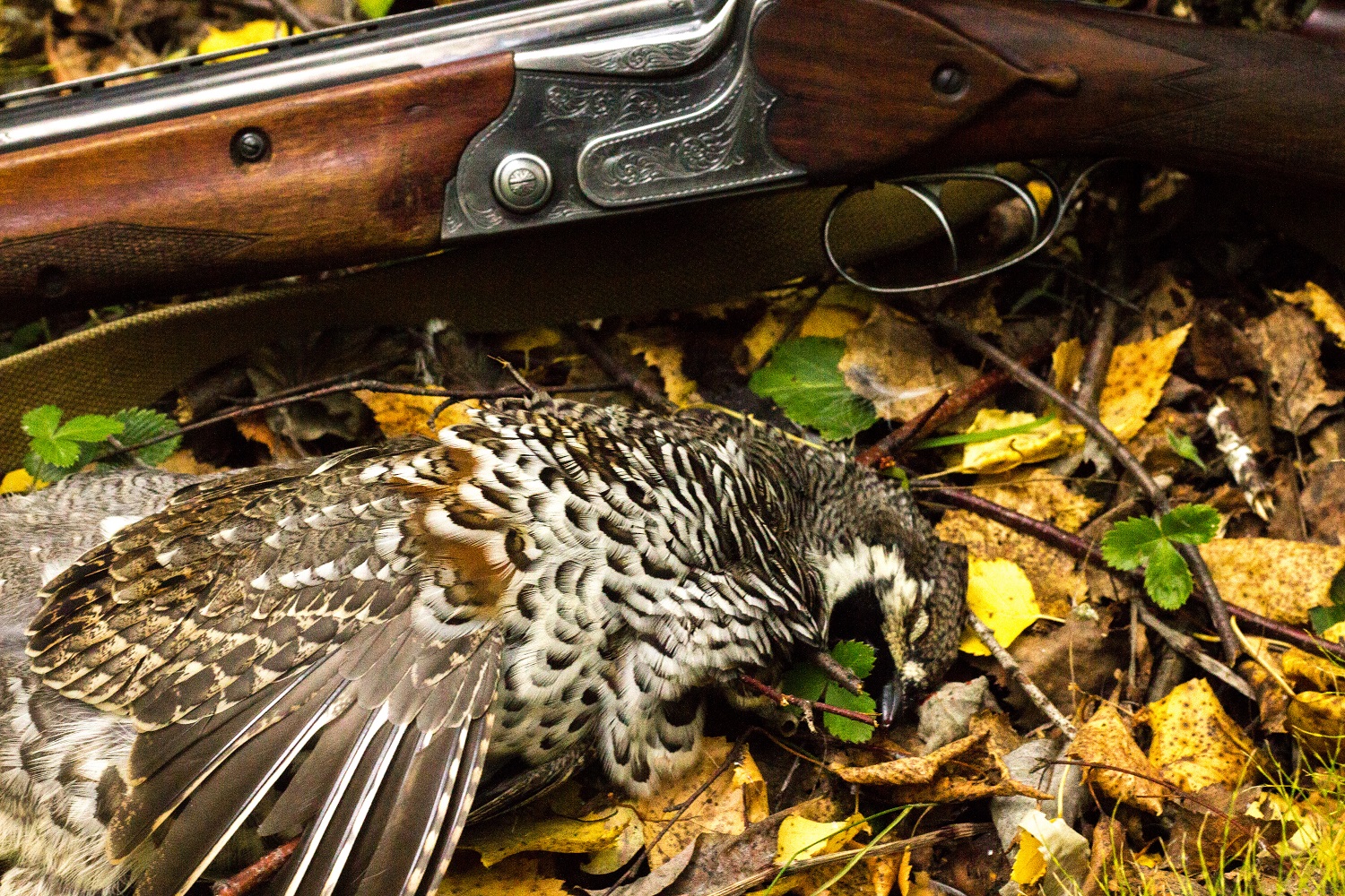 ОХОТА на РЯБЧИКОВ МОЛЧУНОВ