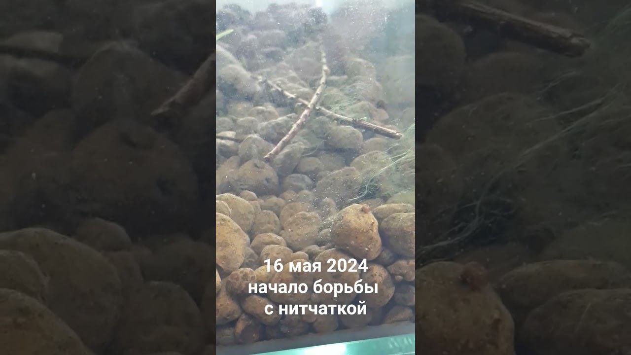 Нитчатка в аквариуме (1 часть)