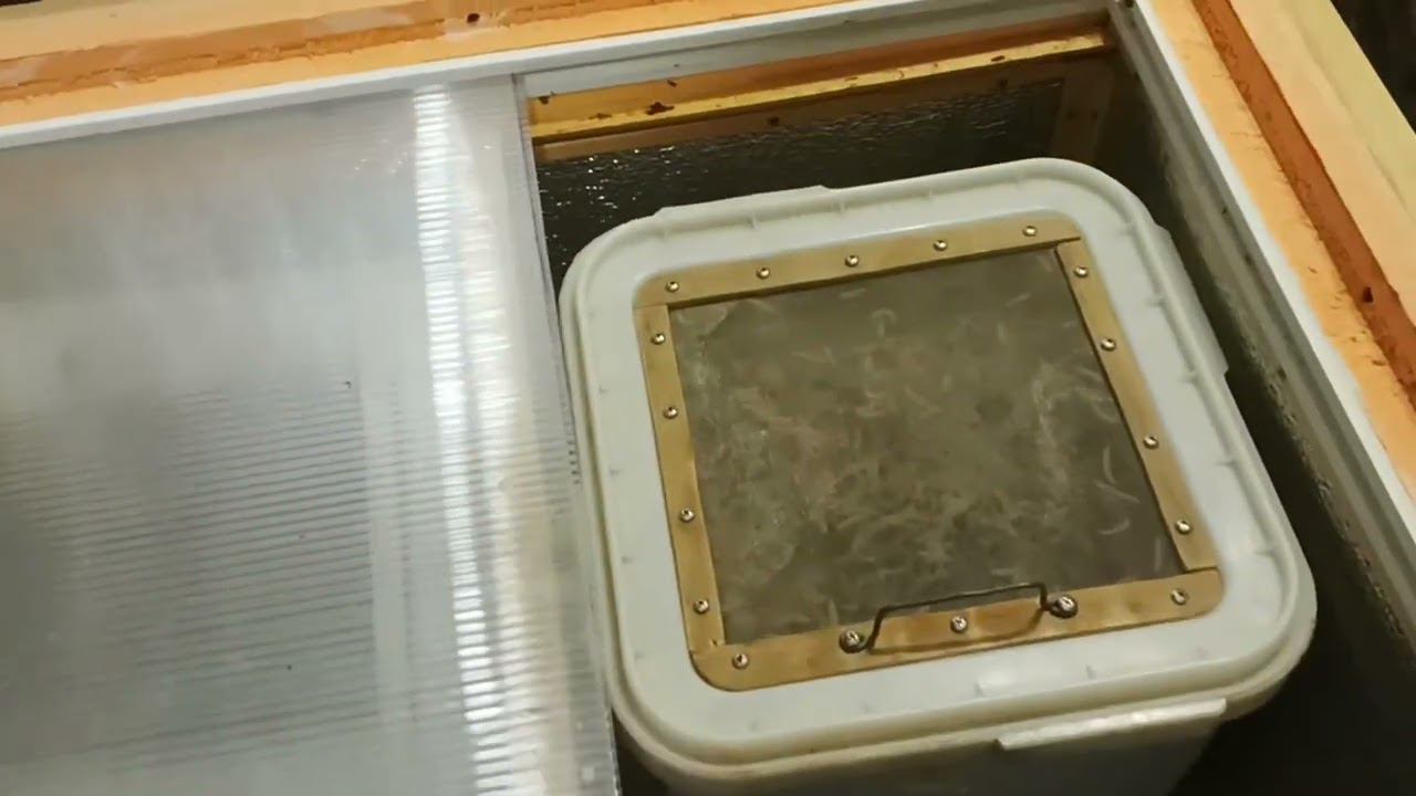 Процесс созревания ПЖВМ. Пчеловодство.Нефтекамск.