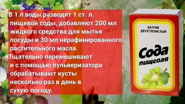 Сода против болезней винограда