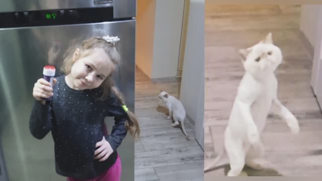 Постригли кота Экзота . Вика , котик и мыльные пузыри .