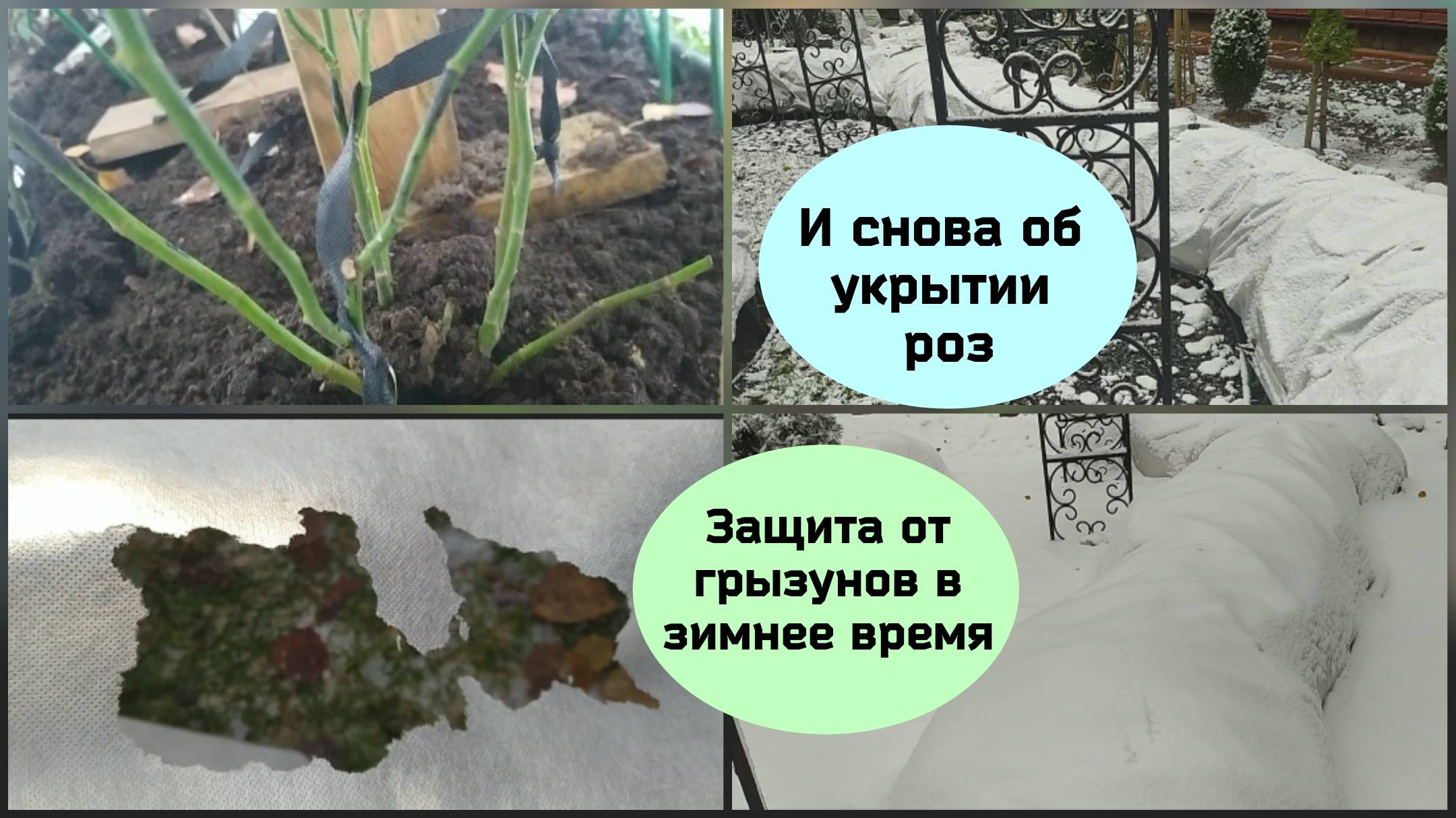 И снова об укрытии роз. Защита от грызунов в зимнее время.