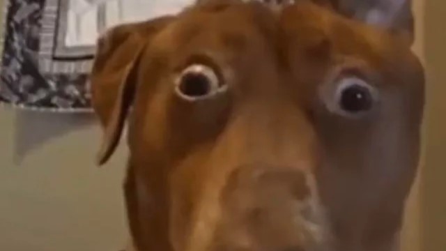 Смешные Видео с Милыми Животными с Кошечками и Собачками | 10 Минут Сборник | Подпишись!