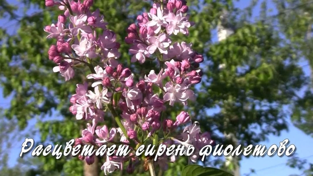 Расцветает сирень фиолетово. Дачные картинки 2022.mp4