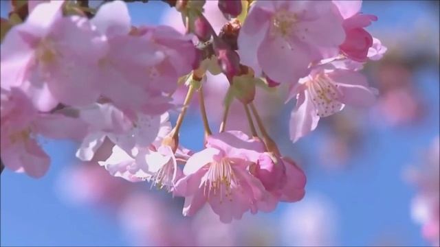 " Танец с драконом" музыкальный фон для японского танца.