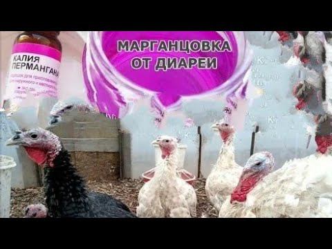 ПОНОС у птицы//МАРГАНЦОВКА для чего надо её давать.