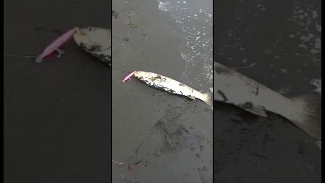 Ловля кунджи на воблер 80 мм (13 гр) от Mr. Musurok