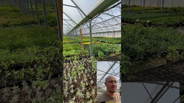 Питомник Лаванда в Крыму