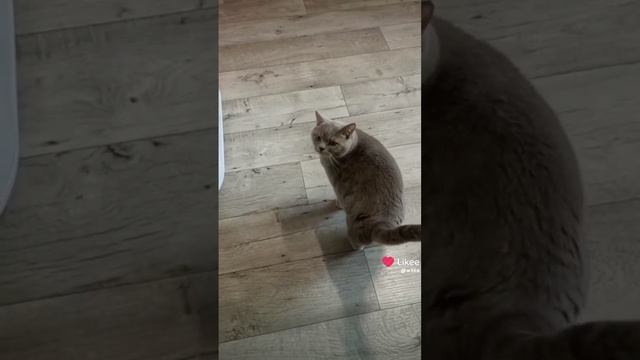 мой кот Марсик