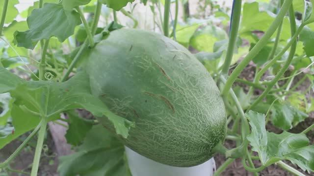 Арбузы и дыни в теплице. Часть 12. (15.07.21)