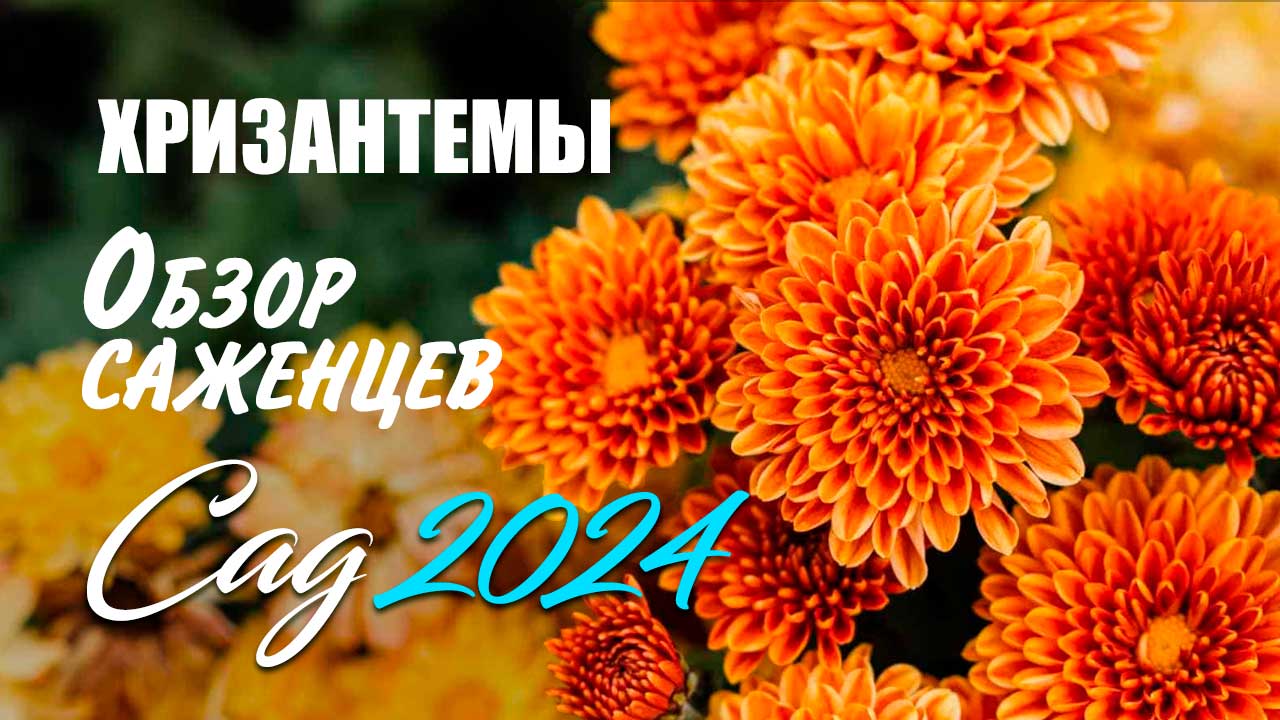 Хризантемы. Обзор сортов