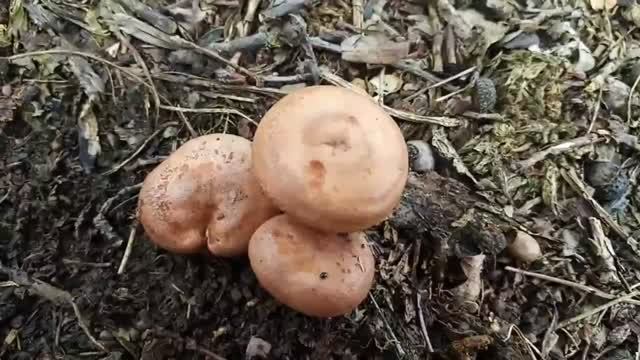 Грибы на Бештау. Млечники, сыроежки, грузди, белые, моховики..mp4