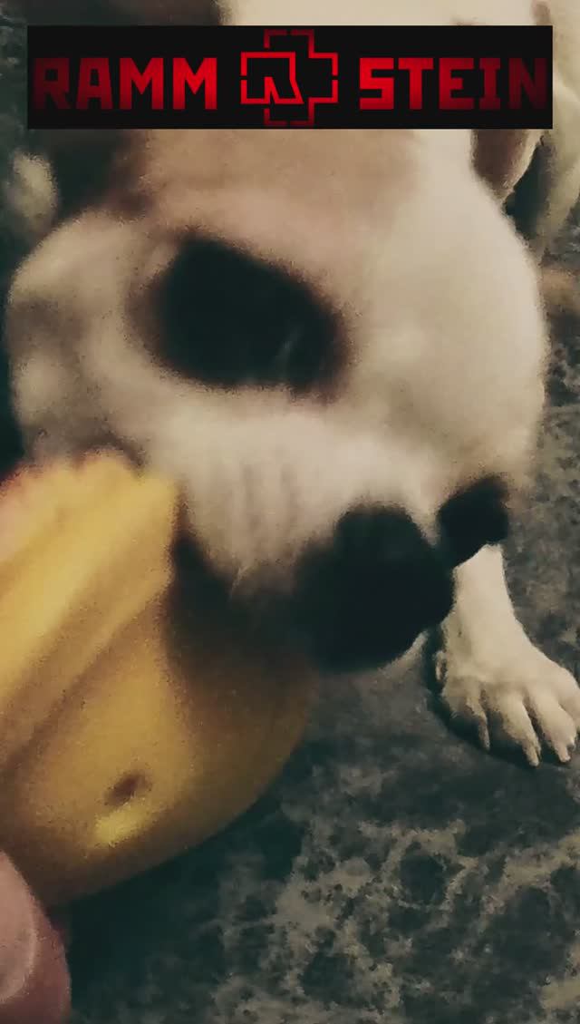 Зайка чихуахуа #shorts #rammsttin#duhats#чихуахуа