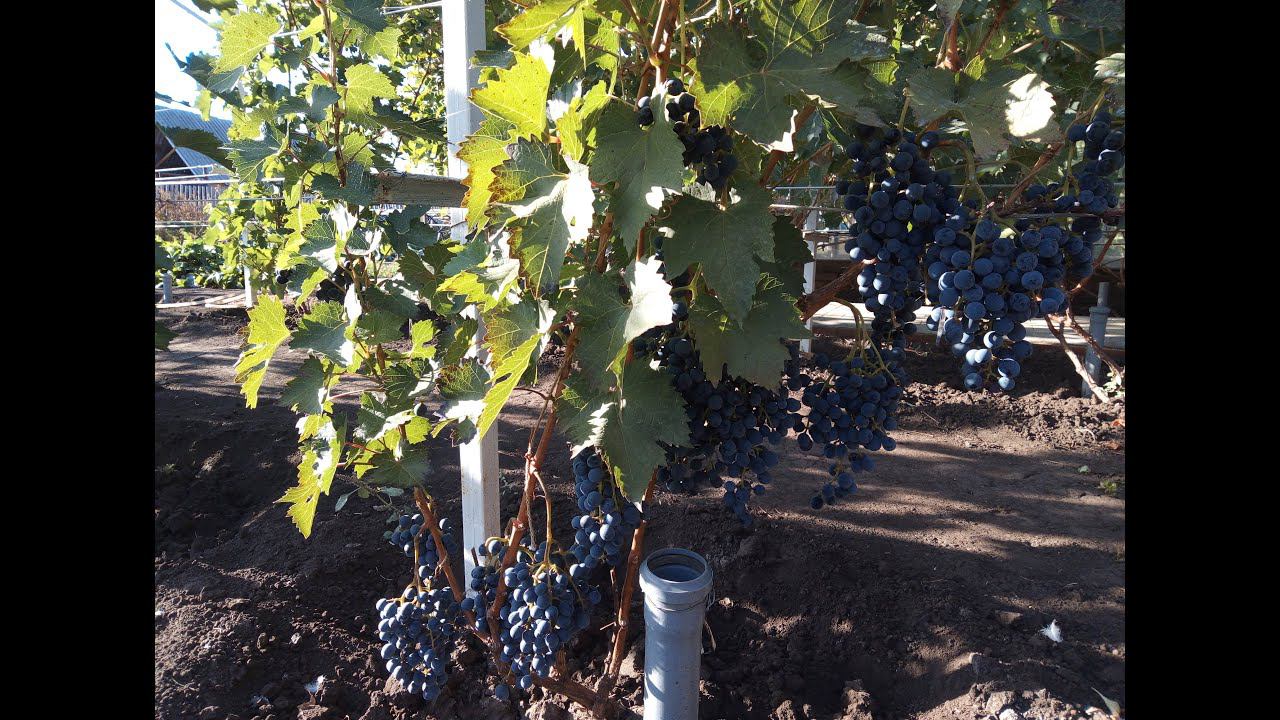 Виноград на 16 мая 2021 года. Приусадебный участок Юрия Матвеева.