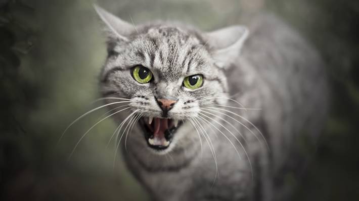 Звук агрессивного кота