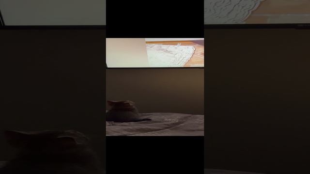 Кошка смотрит телевизор