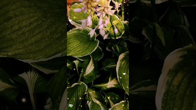 Доброго утра