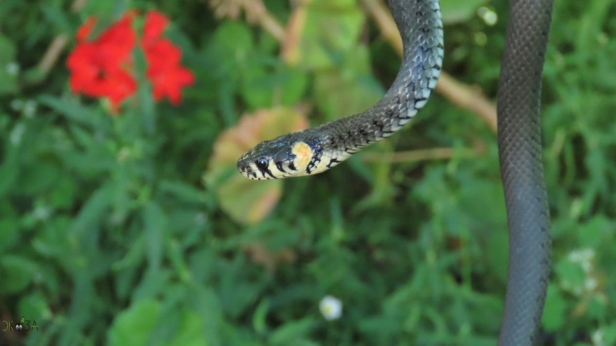 Ужик извивается и уползает. Змея это не ядовитая