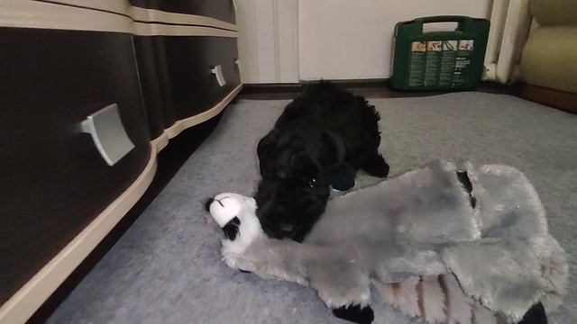 керри блю терьер охотничья собака