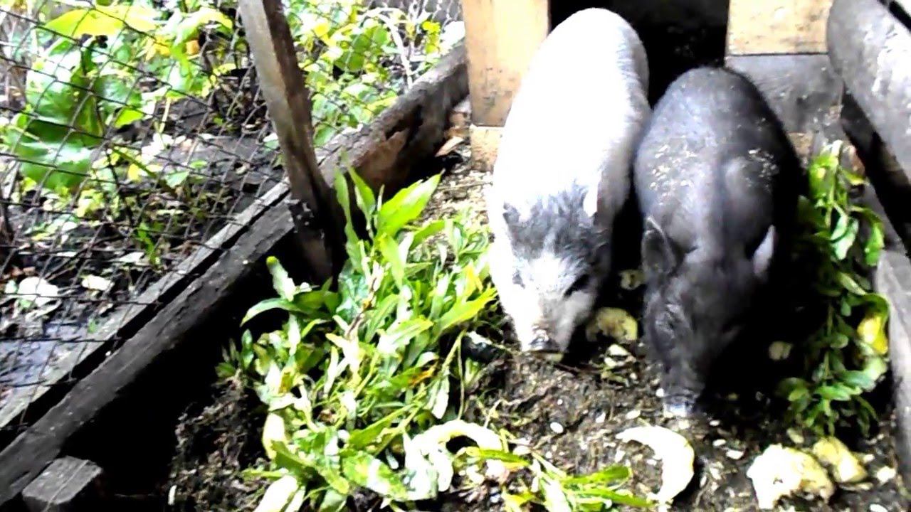 Вьетнамские Свиньи. Летнее Кормление и Содержание на Урале.