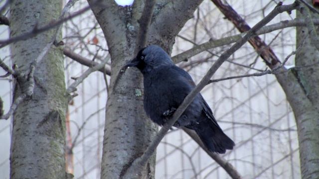 Как галка каркает. А вы знали, что у галок голубые глаза?