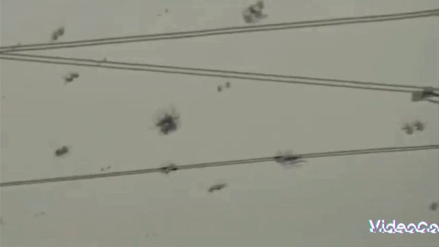 паки в деле, бой паук против жабы