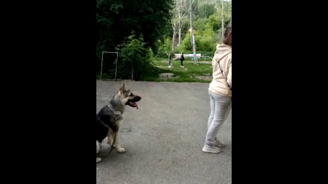 Щенок восточно-европейской овчарки Гранит, занятия по послушанию